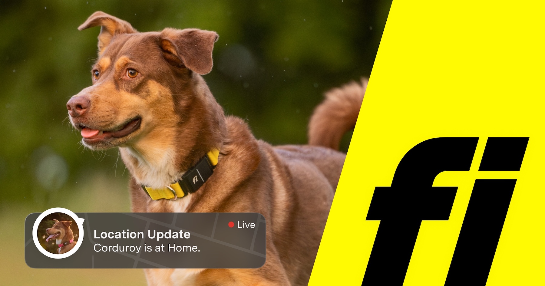 Customize Your Collar | Fi Smart Dog Collar