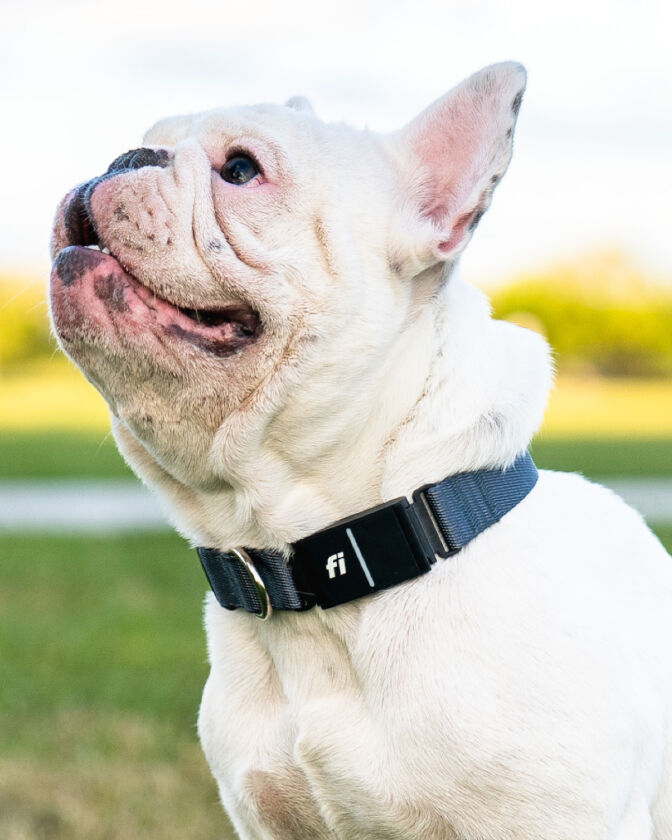 Customize Your Collar | Fi Smart Dog Collar