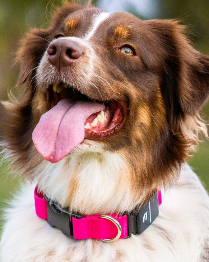 Customize Your Collar | Fi Smart Dog Collar