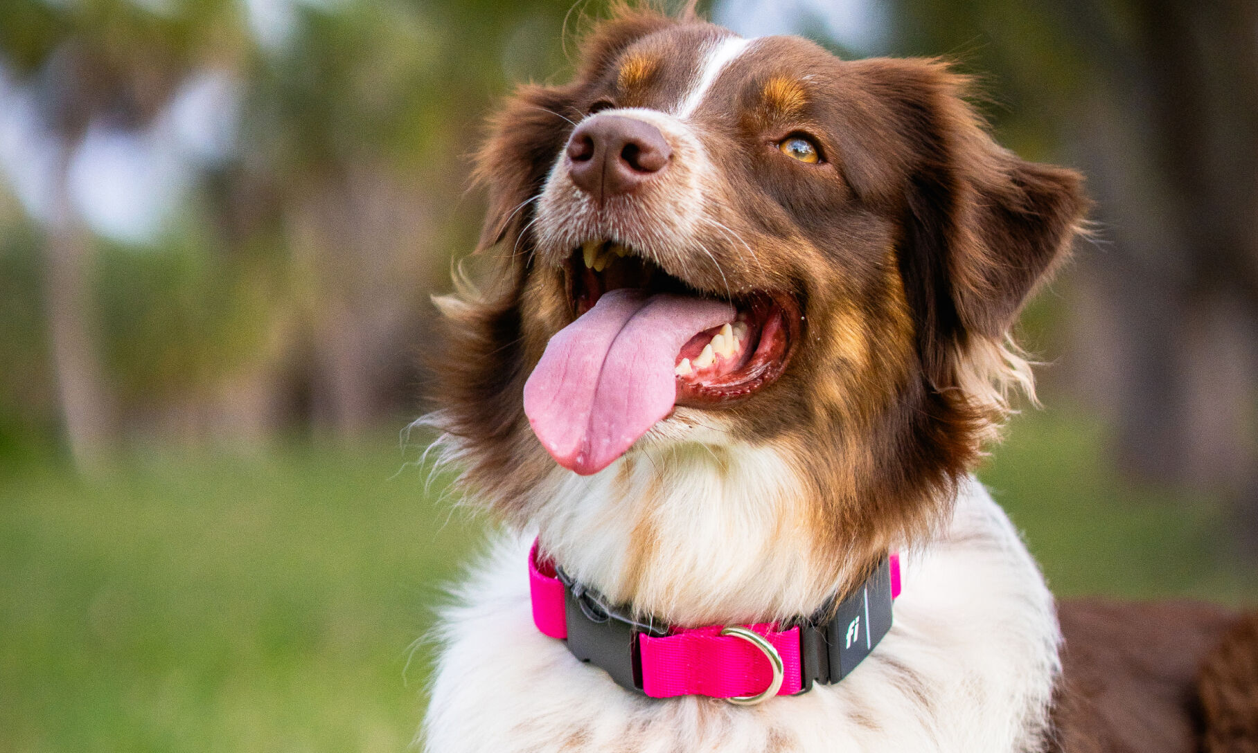 Customize Your Collar | Fi Smart Dog Collar