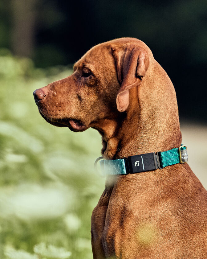 Customize Your Collar | Fi Smart Dog Collar