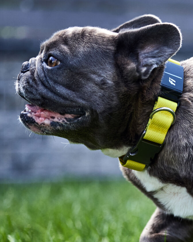 Customize Your Collar | Fi Smart Dog Collar